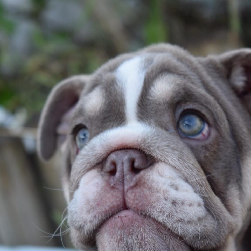 Homepage Exotic Bulldog House - Exotic Bulldog House