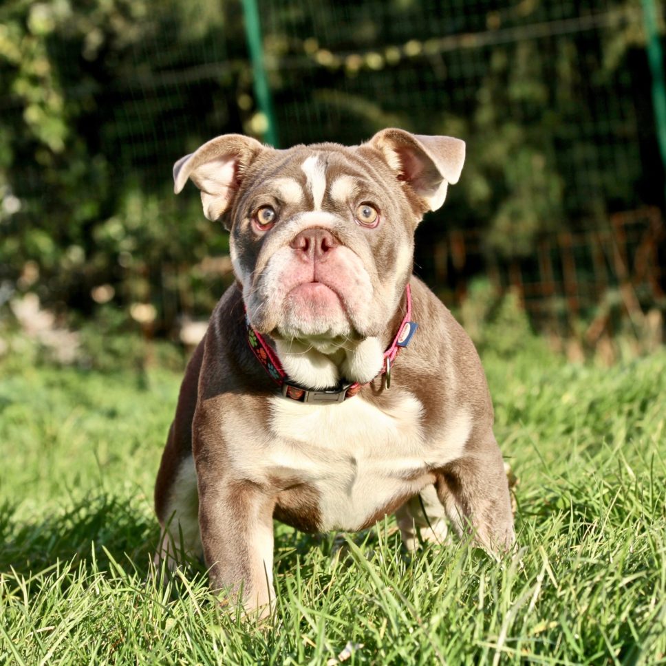 Homepage Exotic Bulldog House - Exotic Bulldog House